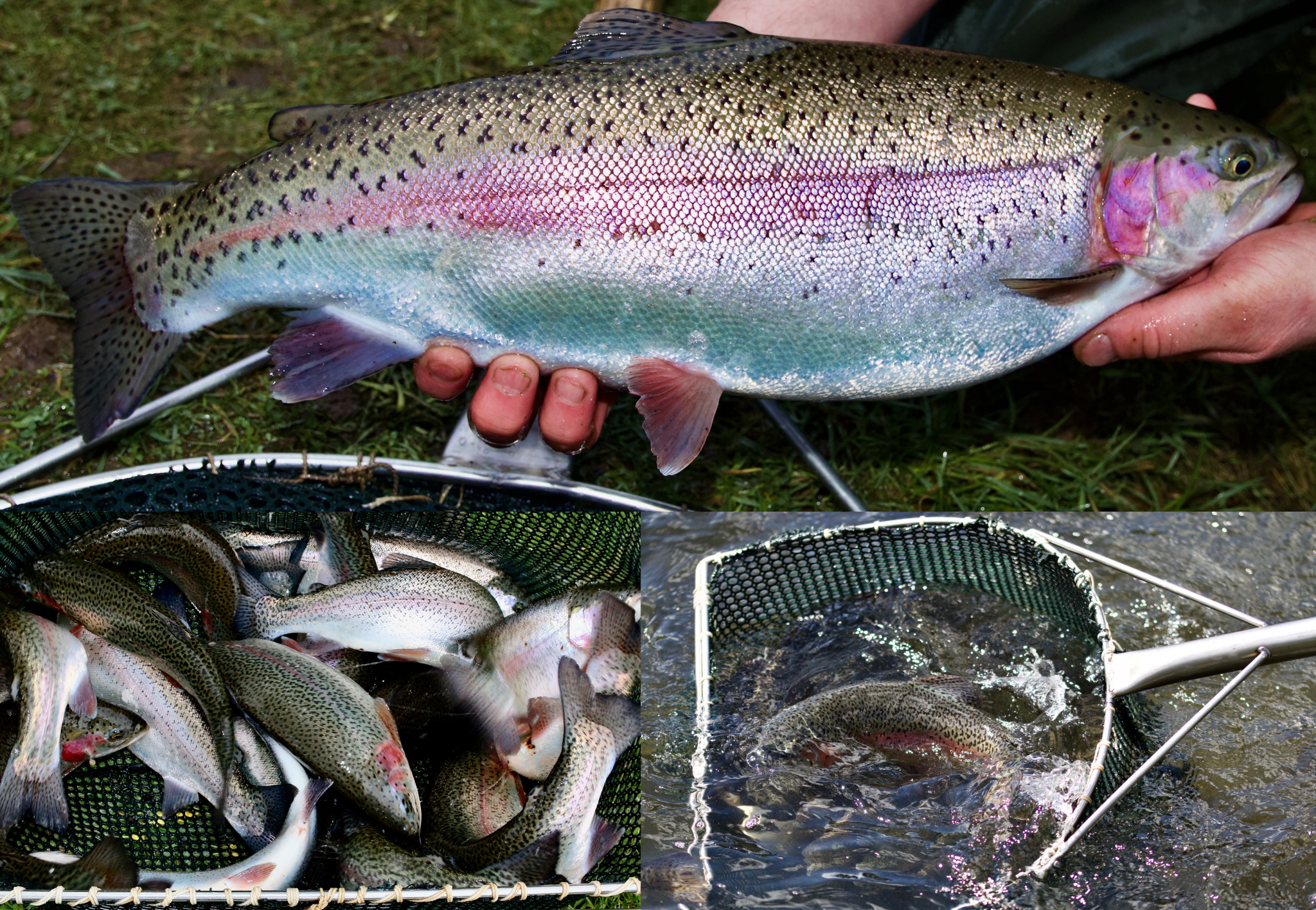 Wimbleball Stocking Policy 2024 - Wimbleball Fly Fishery